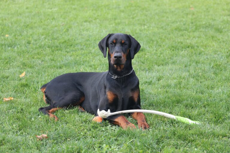 How Long Do Doberman Pinschers Live? (Doberman Lifespan) How Long Do Doberman Pinschers Live? (Doberman Lifespan)
