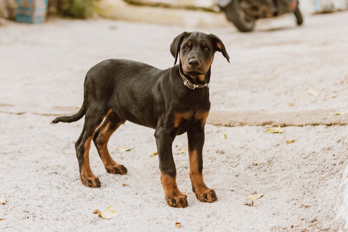 How Long Do Doberman Pinschers Live? (Doberman Lifespan) How Long Do Doberman Pinschers Live? (Doberman Lifespan)