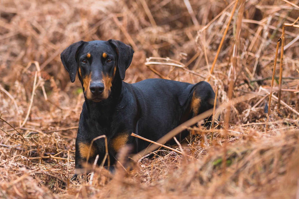 How Long Do Doberman Pinschers Live? (Doberman Lifespan) How Long Do Doberman Pinschers Live? (Doberman Lifespan)