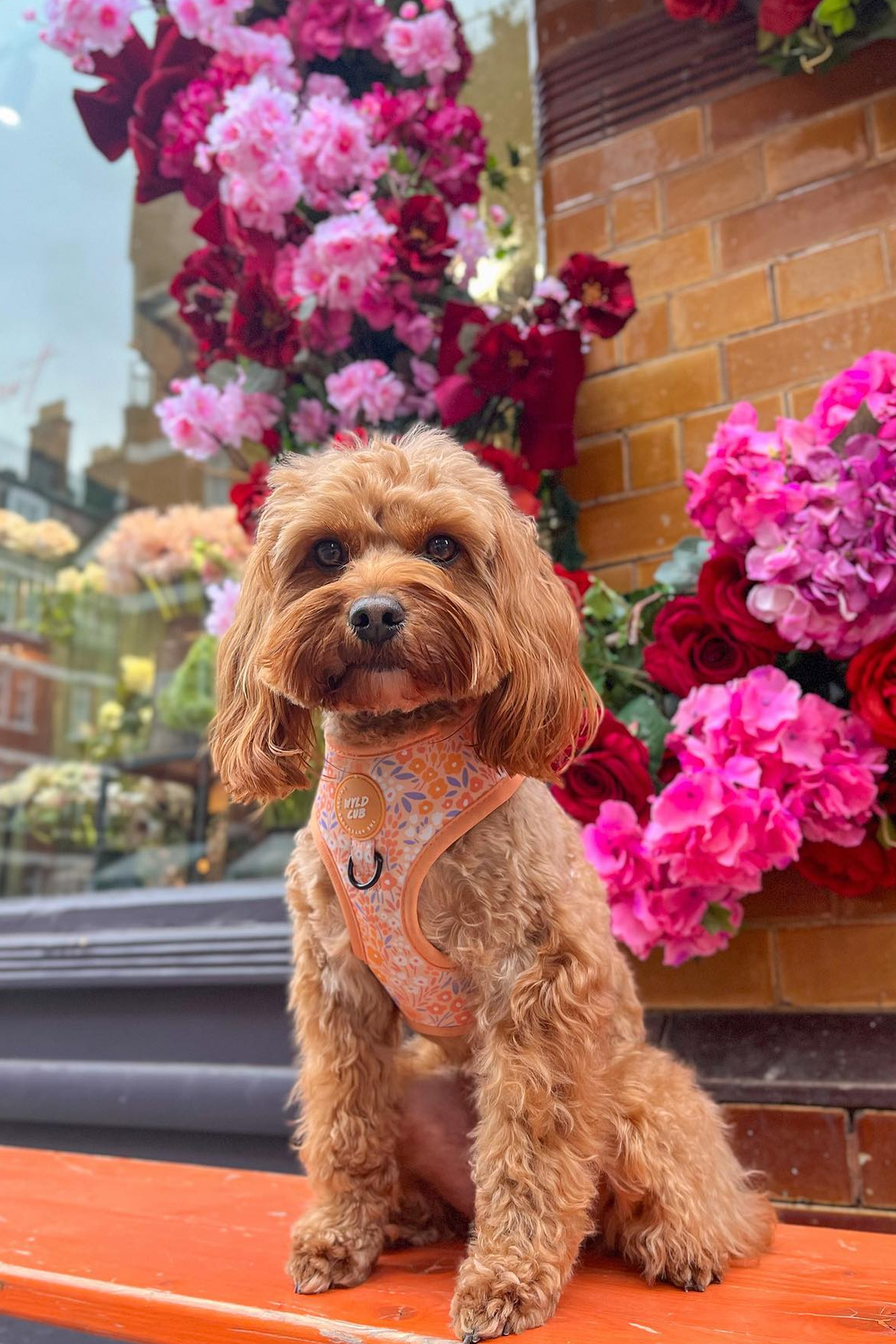 Top 10 Most Popular Teddy Bear Dog Breeds | Purebred & Mixed