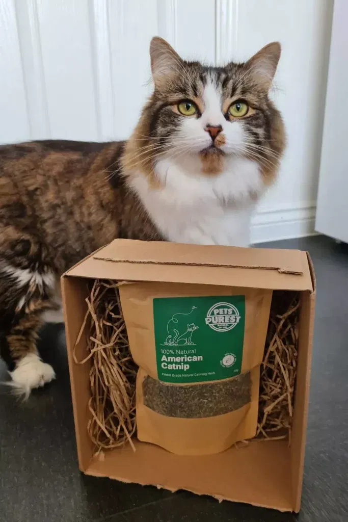 Why Do Cats Like Catnip? [The Magic Explained]