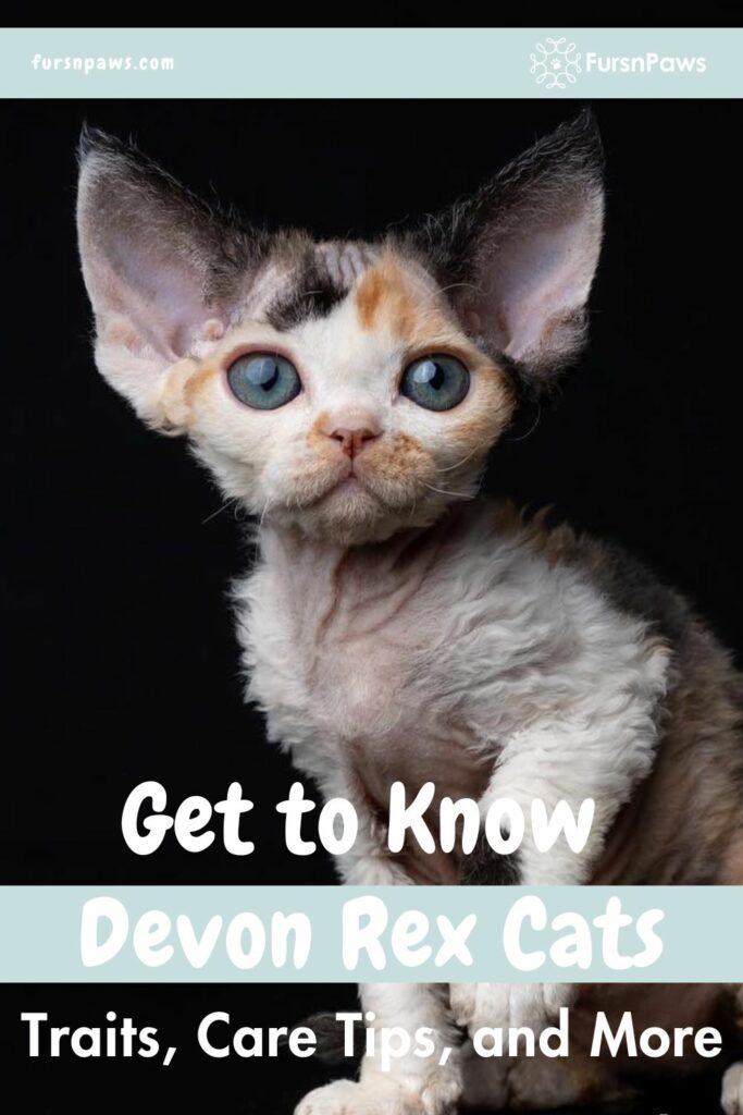Devon Rex Cats | Complete Guide & Breed Overview