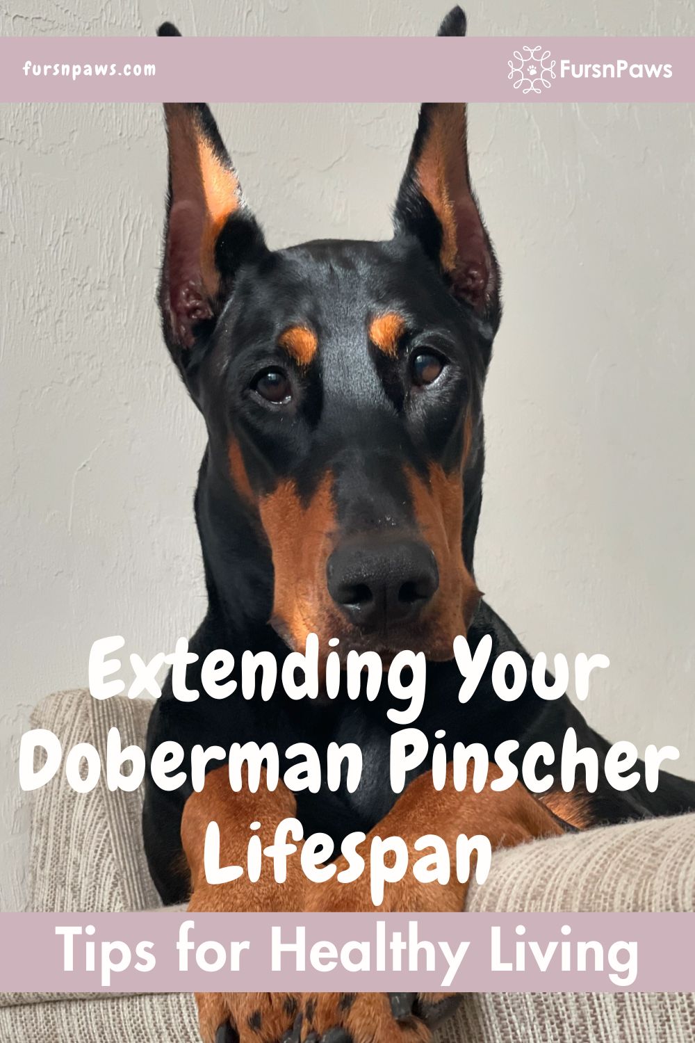 How Long Do Doberman Pinschers Live? (Doberman Lifespan) How Long Do Doberman Pinschers Live? (Doberman Lifespan)